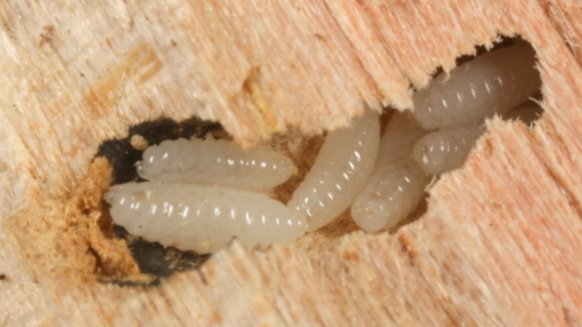 Bicho da Madeira - KillPest